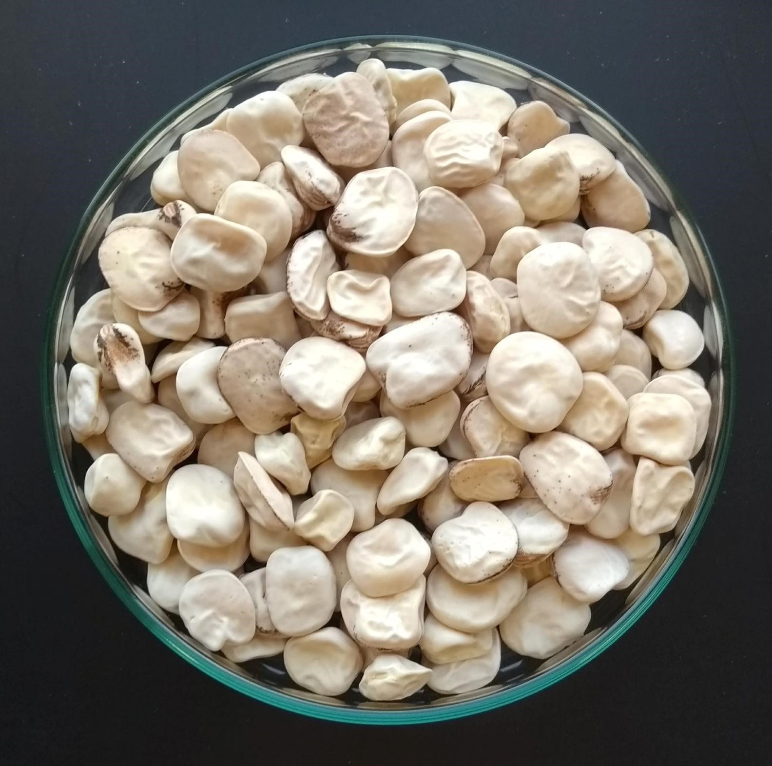 GRASS-PEA-en - DIVINFOOD